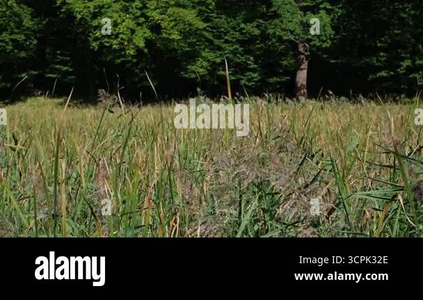 A complex natural wetland and forest ecosystem. The lake is overgrown ...
