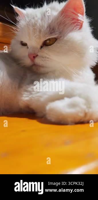 Peaceful white persian cat napping Stock Videos & Footage - HD and 4K ...