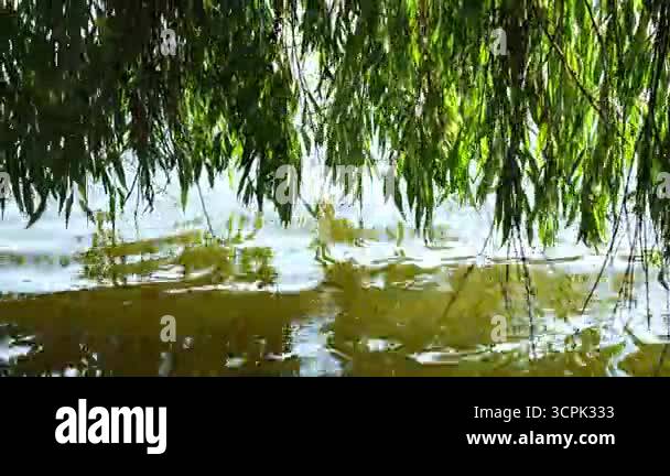 Weeping Willow branches sway low over the water in a peaceful ...