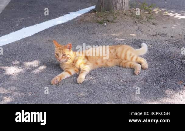 A Relaxed Ginger Cat Lies Comfortably on Gravel in Shade. Serene Moment ...