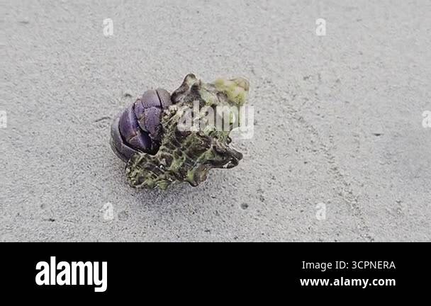 Hermit crab unique shell on Stock Videos & Footage - HD and 4K Video ...