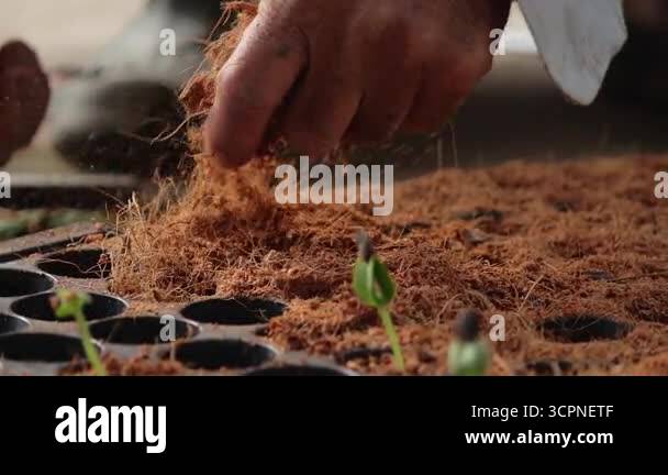 Slow motion close-up video of an elderly farmer's hands carefully ...