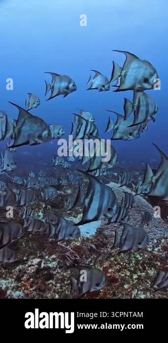 Explore the world of beautiful and amazing colorful coral reef fish ...