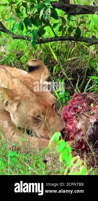 a lion eating its prey in the forest Stock Video Footage - Alamy