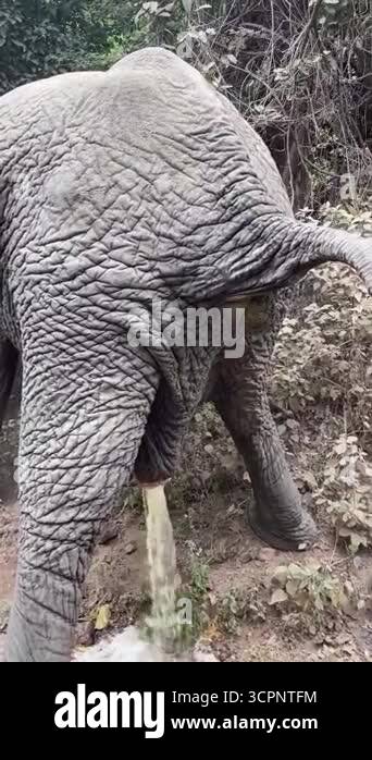 Animal pooping Stock Videos & Footage - HD and 4K Video Clips - Alamy
