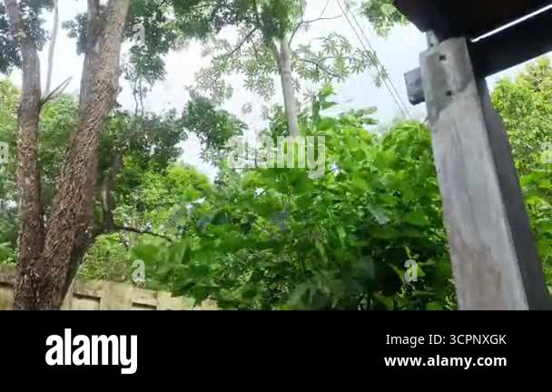 Leafy green foliage tree trunk wooden post outdoor garden canopy sky peaceful natural scene with ...