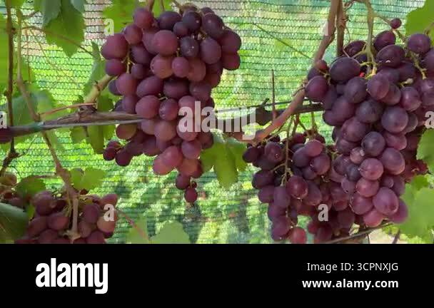 Vine stem with bunches of pink grape on a vineyard Stock Video Footage ...