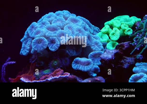 Caulastraea curvata blue head colony in circular water flow, reef ...