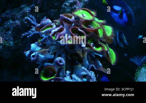 Palythoa grandis in stress, green soft coral open head disc in water ...