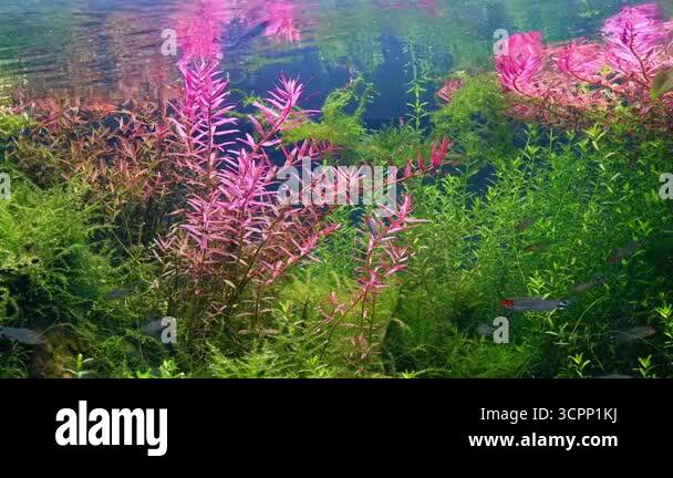 Rotala indica oxygenate air bubble, rummy-nose tetra fish, nutrient ...