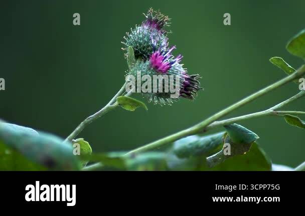 Medicinal Burdock: Flowering buds of Arctium plant that inspired ...