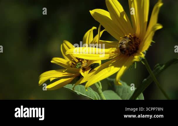 Pollination process: An insect collects nectar from a Helianthus ...