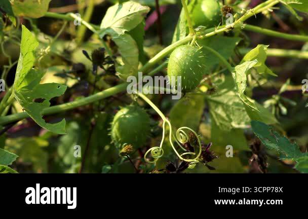 Threat to Flora: Close-up of wild cucumber plant, a dangerous invasive ...