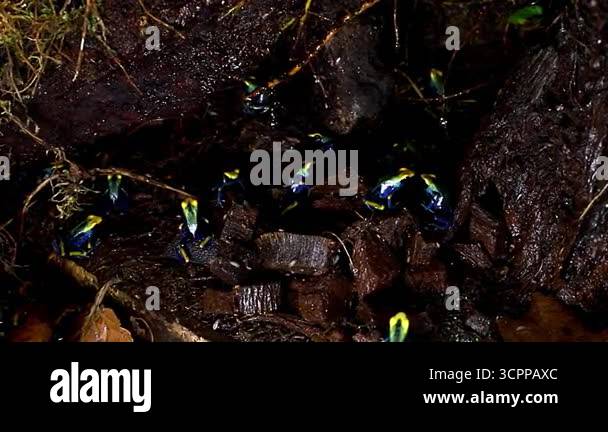 small poisonous frogs with striking patterns and colors. Dendrobates ...