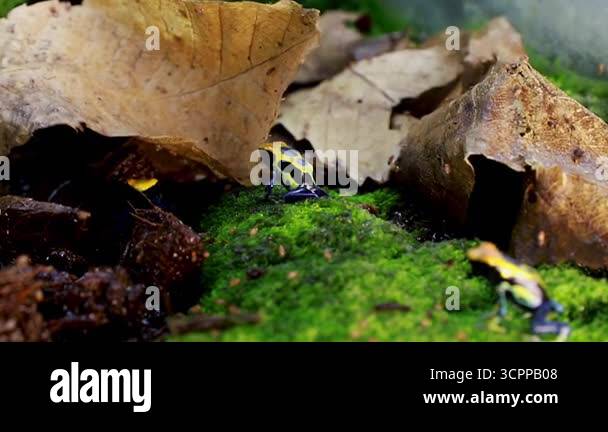 small poisonous frogs with striking patterns and colors near autumn ...