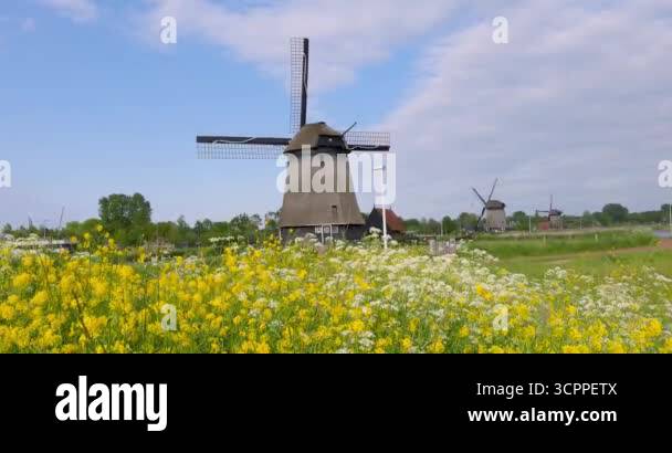 Scenic landscape of Dutch windmill and mustard bloom in the Netherlands ...