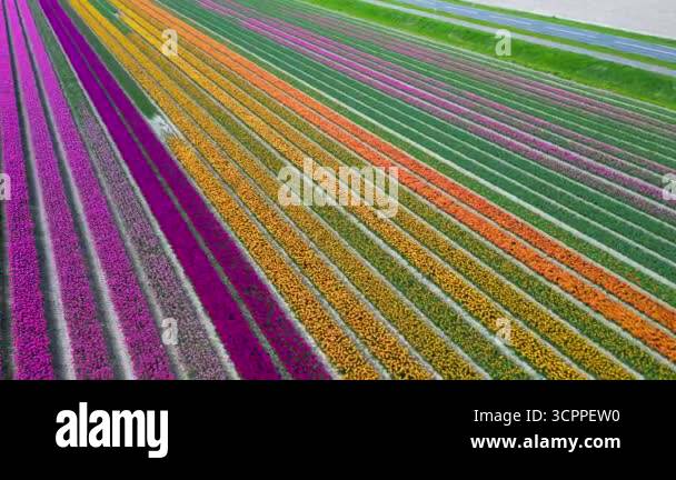 Aerial view of bright colorful Tulips fields grows in the pattern in ...