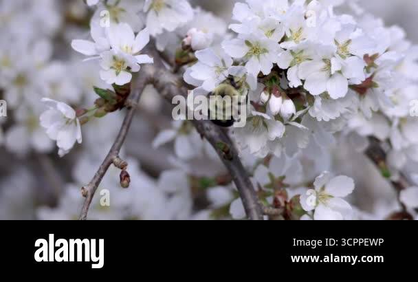 Bumble bee apple tree Stock Videos & Footage - HD and 4K Video Clips ...