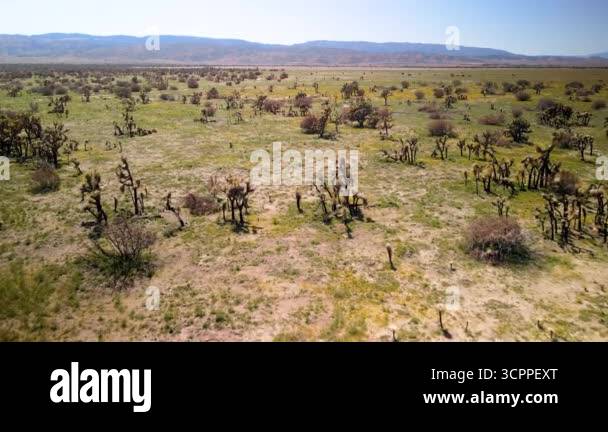 Joshua tree preserve Stock Videos & Footage - HD and 4K Video Clips - Alamy