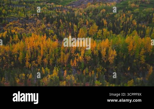 Aerial view of scenic autumn landscape with colorful fall foliage in ...