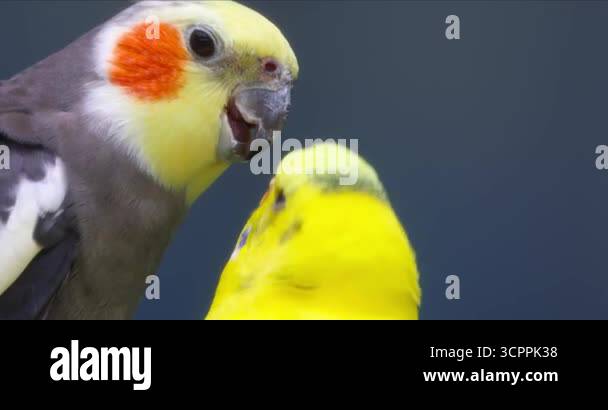 Cockatiel known weero weiro Stock Videos & Footage - HD and 4K Video ...