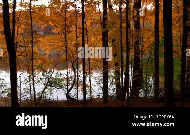 Tall autumn trees fall foliage in Michigan state park by the pond Stock ...