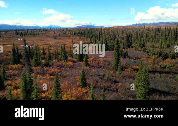 Aerial view of scenic tundra landscape with many conifer trees along ...