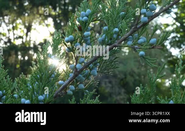 Blue juniper berries on a branch in the rays of the setting sun. Summer ...