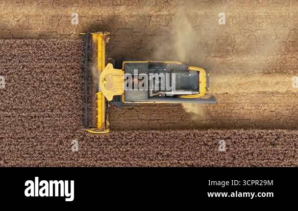 Tractor harvesting wheat crop in farmland. Harvester cutting ripe grain ...