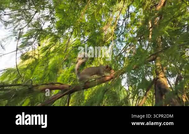 Squirrel standing on tree branch showing aggressive posture. Squirrels ...