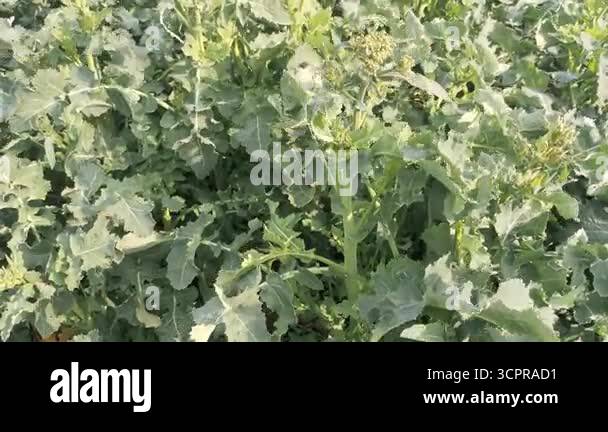 Winter turnip field Stock Videos & Footage - HD and 4K Video Clips - Alamy