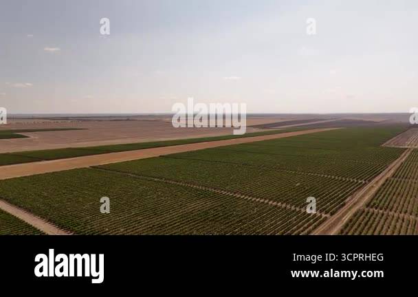 Aerial drone view flying over a vast vineyard plain, showcasing endless ...