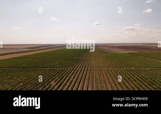 Aerial drone view flying over a vast vineyard plain, showcasing endless ...