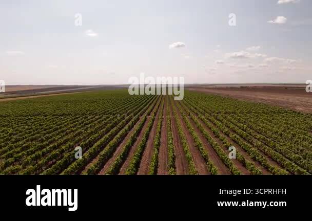 Aerial drone view flying over a vast vineyard plain, showcasing endless ...