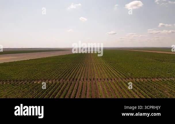 Aerial drone view flying over a vast vineyard plain, showcasing endless ...