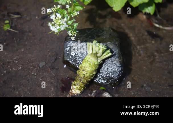 Fresh raw wasabi image Stock Video Footage - Alamy