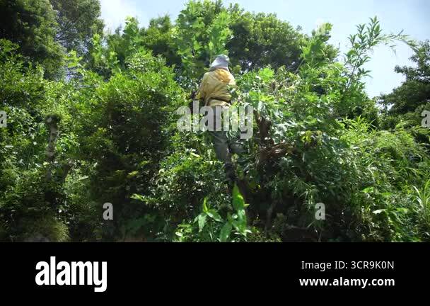 A woman cutting mulberry tree branches Stock Video Footage - Alamy