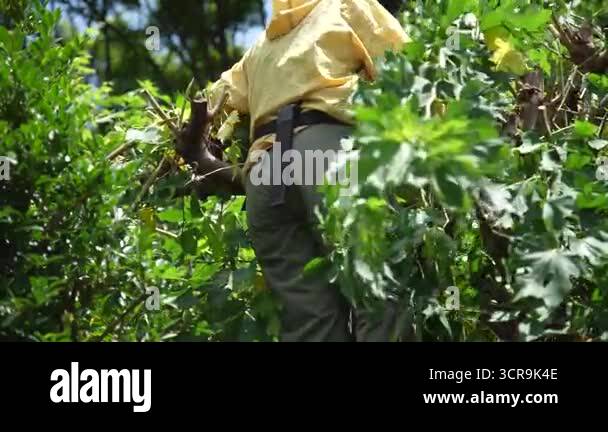 A woman cutting mulberry tree branches Stock Video Footage - Alamy