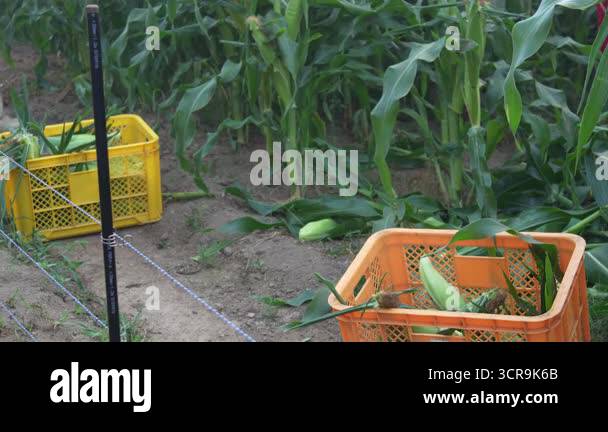A man harvesting corn Stock Video Footage - Alamy