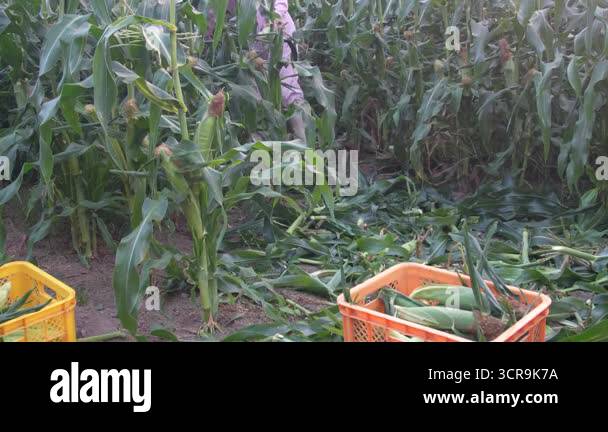 A man harvesting corn Stock Video Footage - Alamy