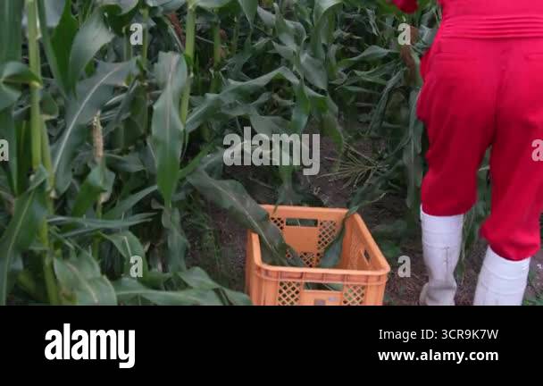 A man harvesting corn Stock Video Footage - Alamy