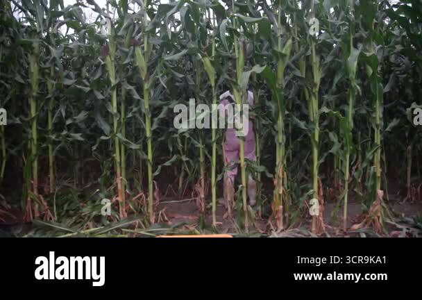 A man harvesting corn Stock Video Footage - Alamy