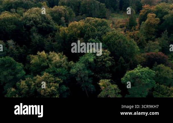 Aerial View Of Lush Green Tree Canopies, Drone Soaring Above The Forest ...