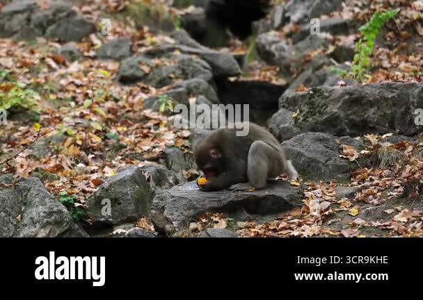 Macaque and fur texture Stock Videos & Footage - HD and 4K Video Clips ...