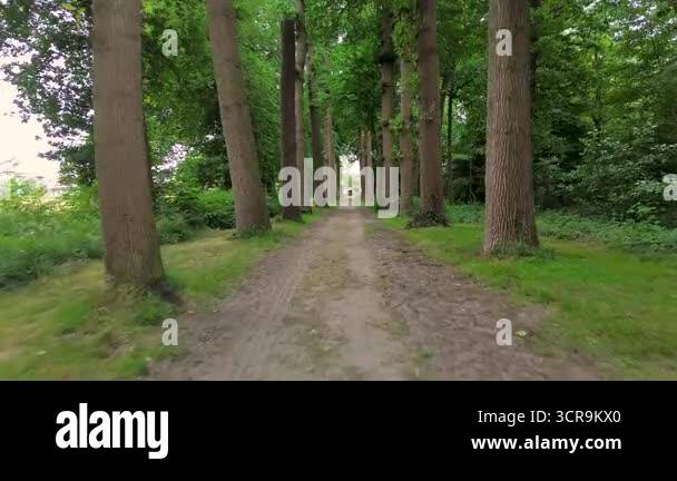Straight dirt path through a forest of tall, evenly spaced trees ...