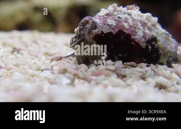 Video of Cerith sand sea snail - Cerithium Caeruleum Stock Video ...