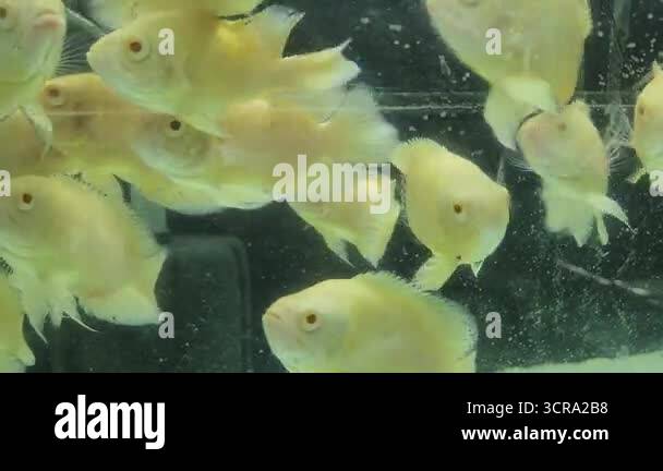 Smooth fins Stock Videos & Footage - HD and 4K Video Clips - Alamy