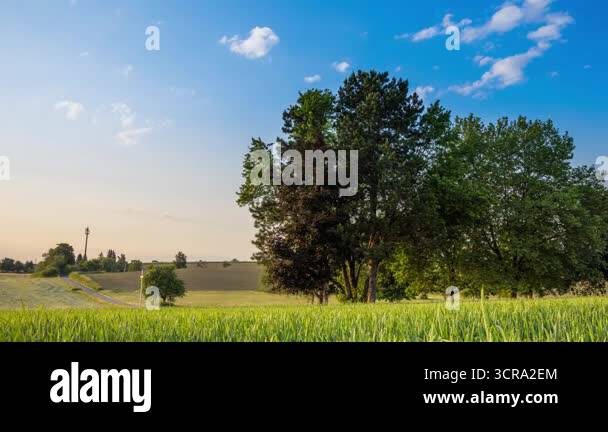 Several large flowering fruit trees with green spring dense foliage ...