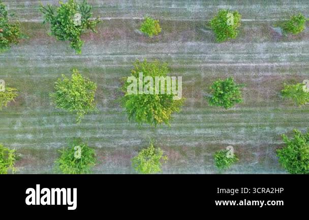 Large rural agricultural garden with small green fruit trees among ...