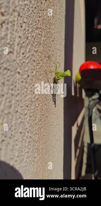 Close-up video of a green praying mantis on a rough, textured wall. The ...